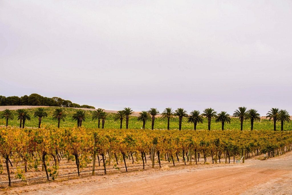 Winter Activities in the Barossa | Big4 Barossa