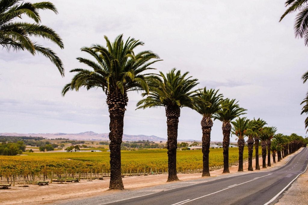 Top 5 Things to Do in the Barossa (That Aren't Wine-Related)