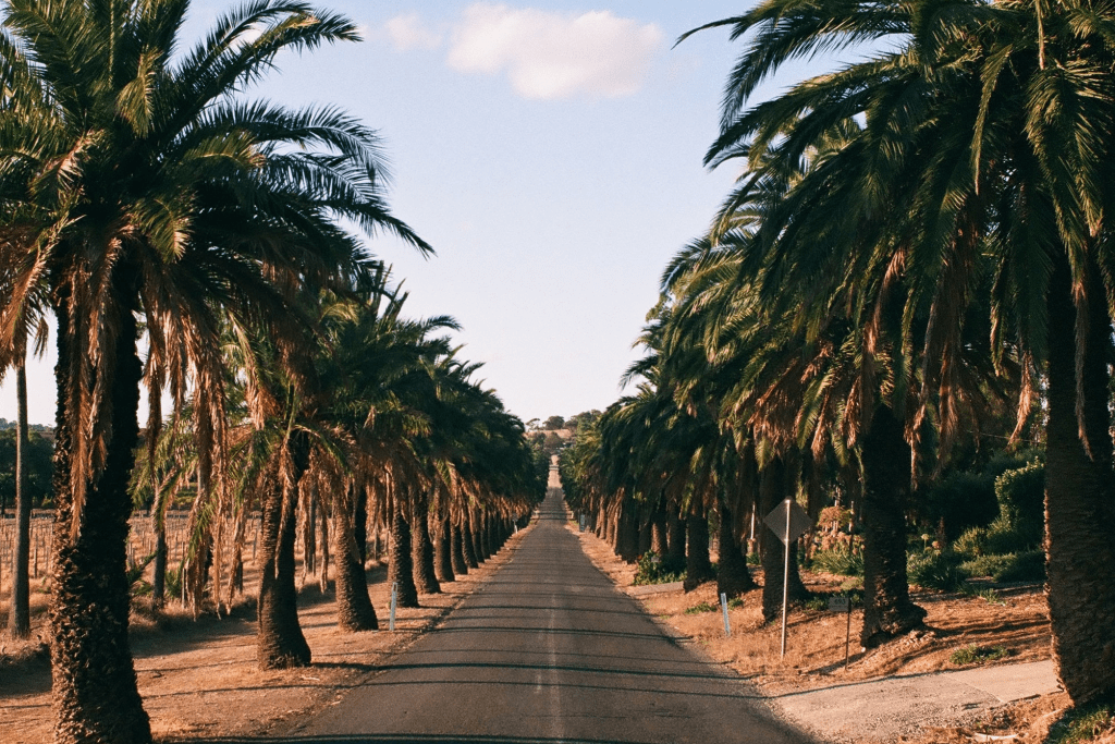 Your Guide To Summer In Barossa